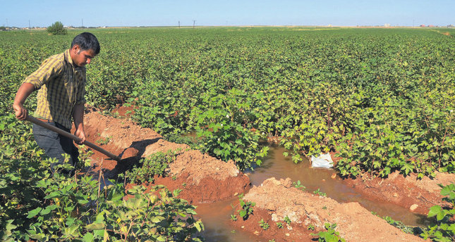 Turkey ranks 8th in the world in agricultural production - Daily Sabah