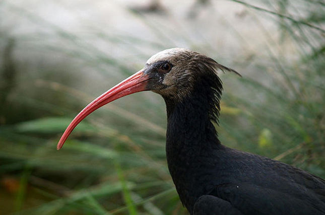 Syrian gov't pays $1,000 reward for rare bird lost in Palmyra - Daily Sabah