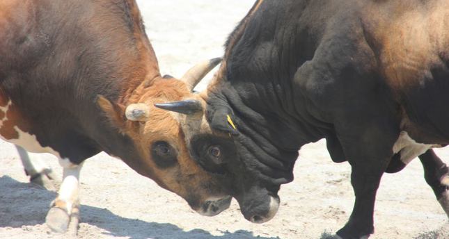 Bull wrestling season starts in southwestern Turkey - Daily Sabah
