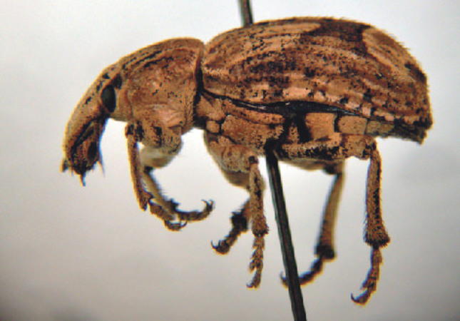 New insect species registered in Turkey - Daily Sabah