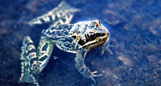 The endemic tongue-tied frog lives in Niğde - Daily Sabah