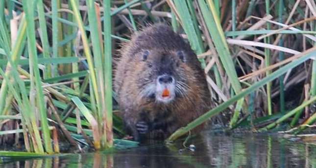 African-origin rodent found in western Turkey - Daily Sabah