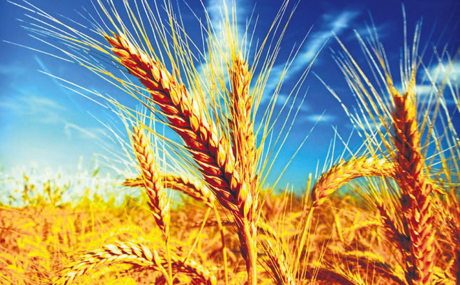 Russia lowers wheat prices for Turkey - Daily Sabah