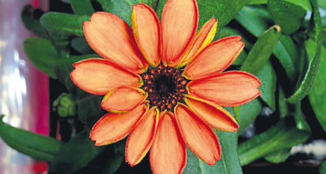 First flower grown in space shared on Twitter - Daily Sabah