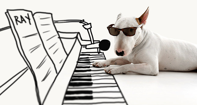 Instagram star 'A Dog Named Jimmy' turns owner's life around - Daily Sabah