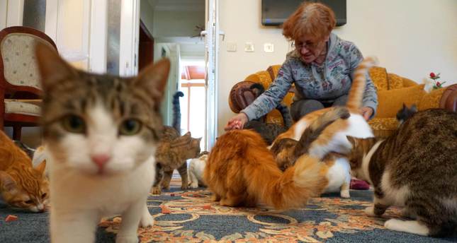 Cat lady shares her home with 70 street cats - Daily Sabah