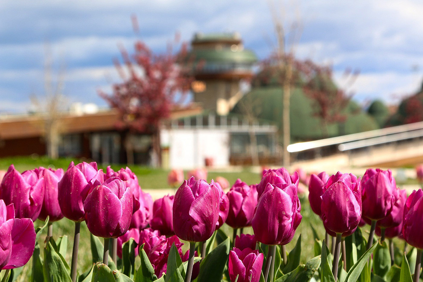 Tulips in full bloom across Turkey | Daily Sabah