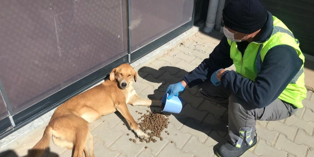 Municipalities across Turkey help street animals amid quarantine ...