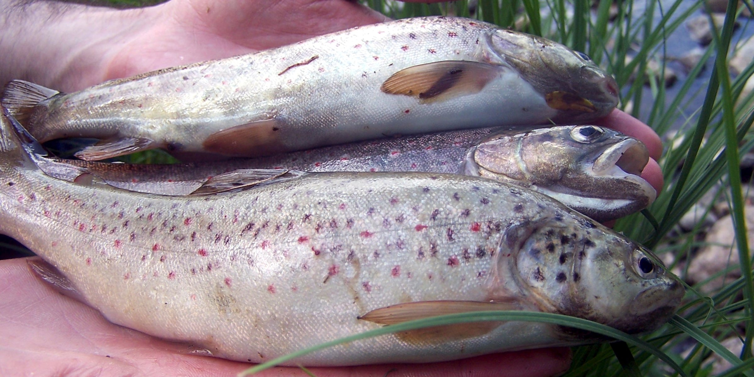 Turkey’s whitefish exports rise 41% in Jan-Feb, Germany biggest buyer ...