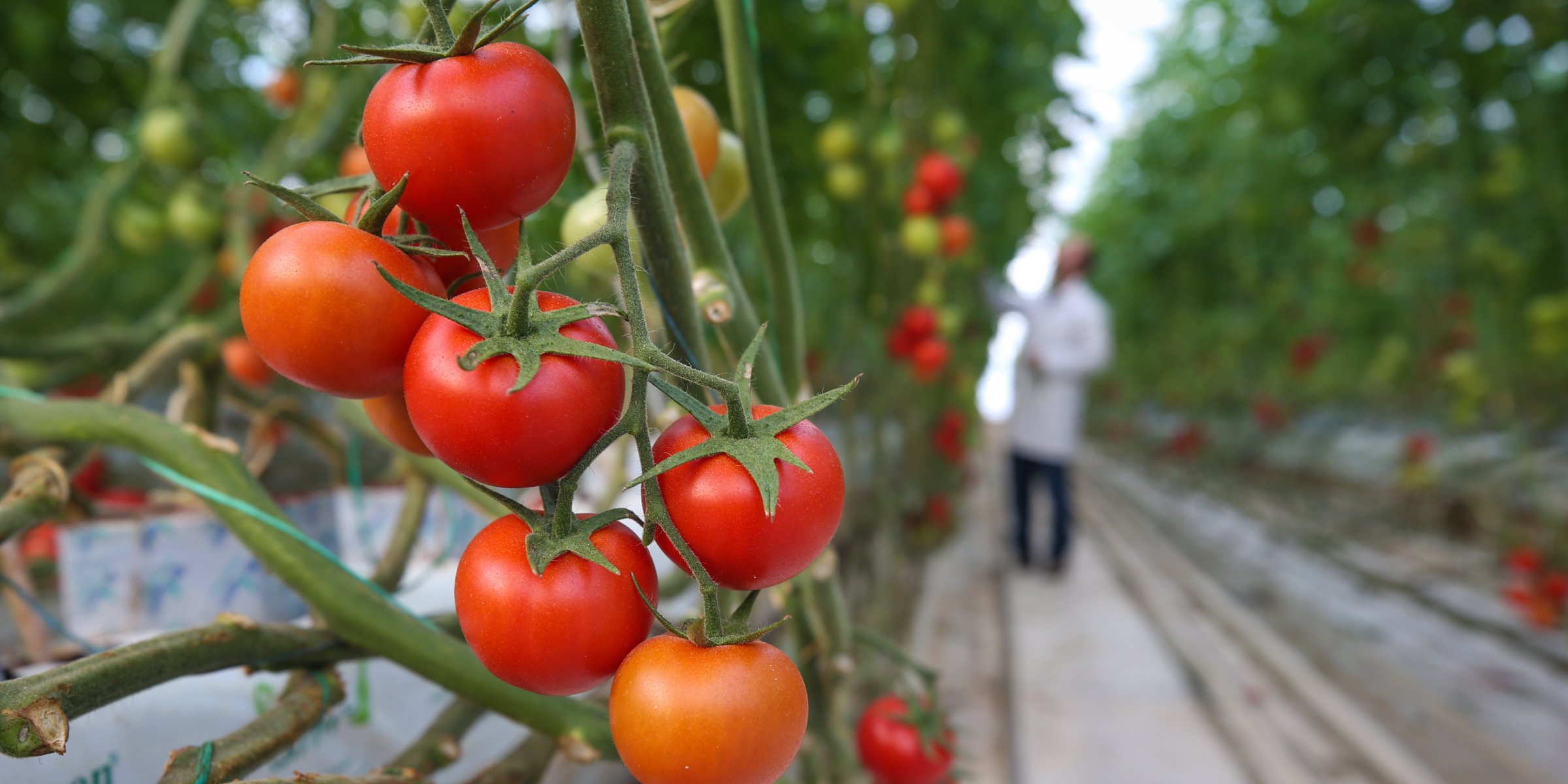 Turkey’s agri-exports rise in March despite coronavirus pandemic ...