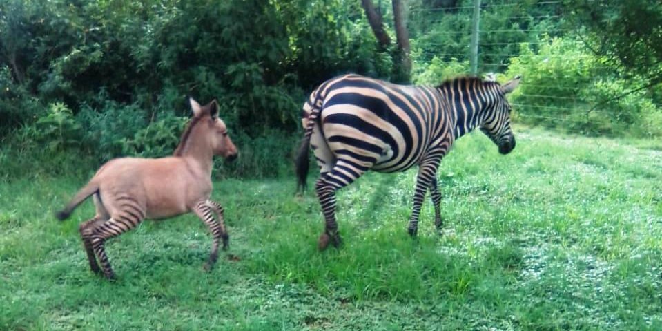 A zonkey is born: Zebra gives birth to rare hybrid in Kenya | Daily Sabah
