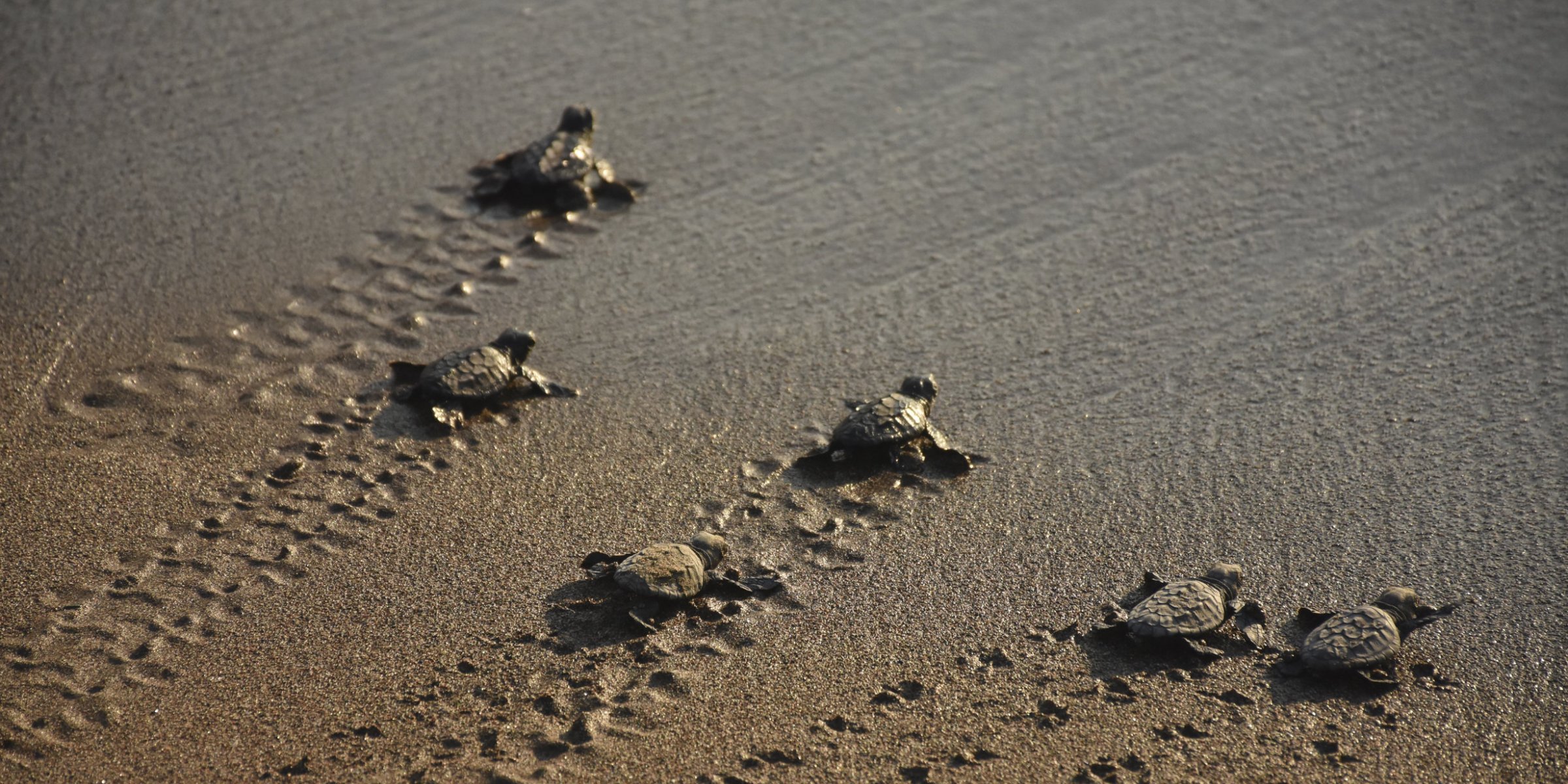 Tens of millions of sea turtles hatch in northern India | Daily Sabah