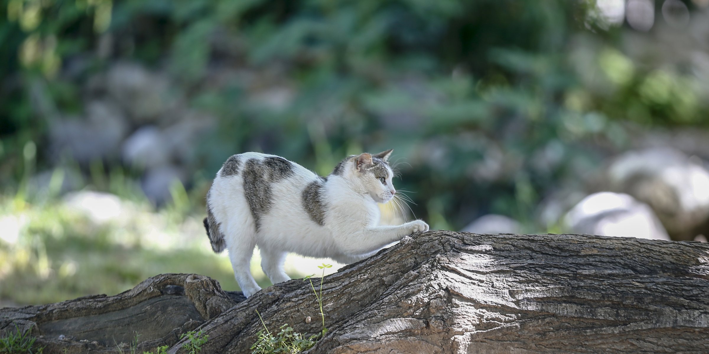 Pet cats kill 300 million native Australian animals annually | Daily Sabah