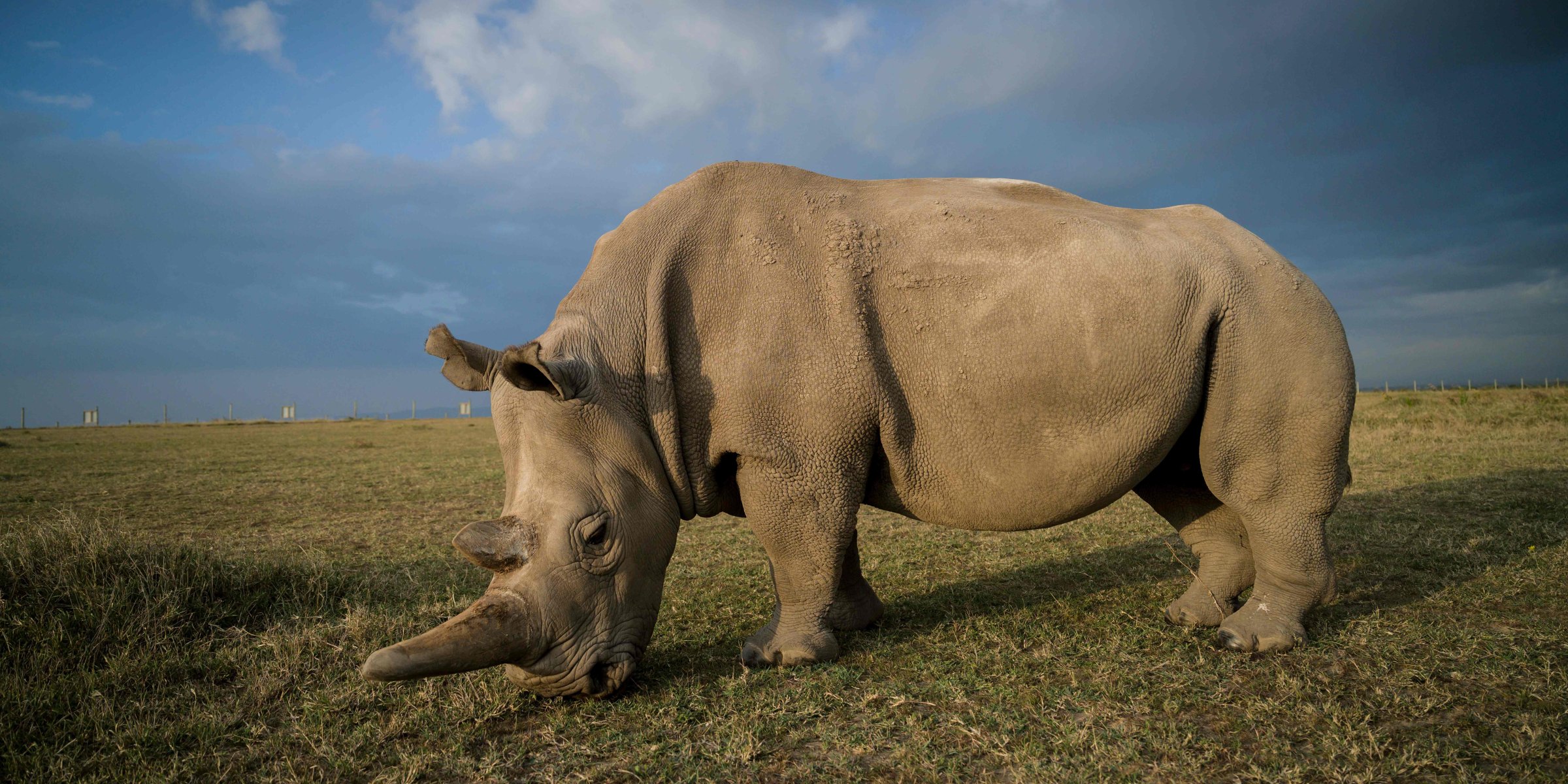 Istanbul artist's exhibit illuminates rhinos' plight with multimedia ...