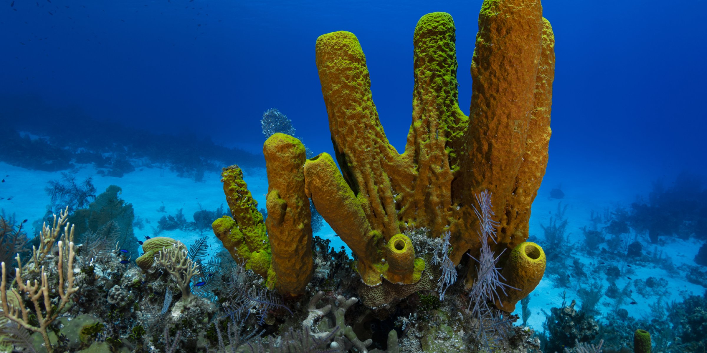 Largest haul of new flesh-eating deepsea sponges found in Australia ...