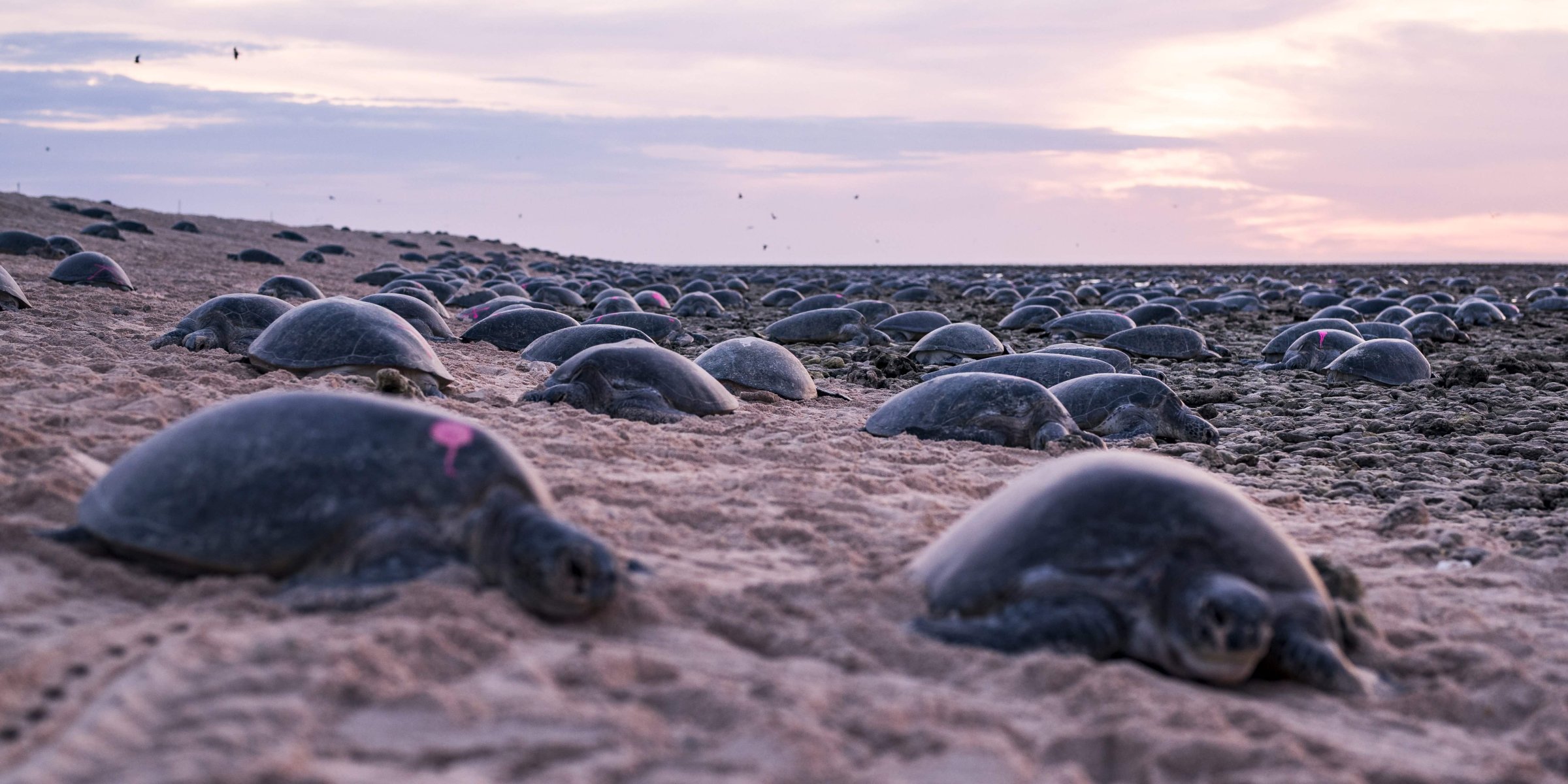 Scientists in Australia use drones to monitor migrating sea turtles ...