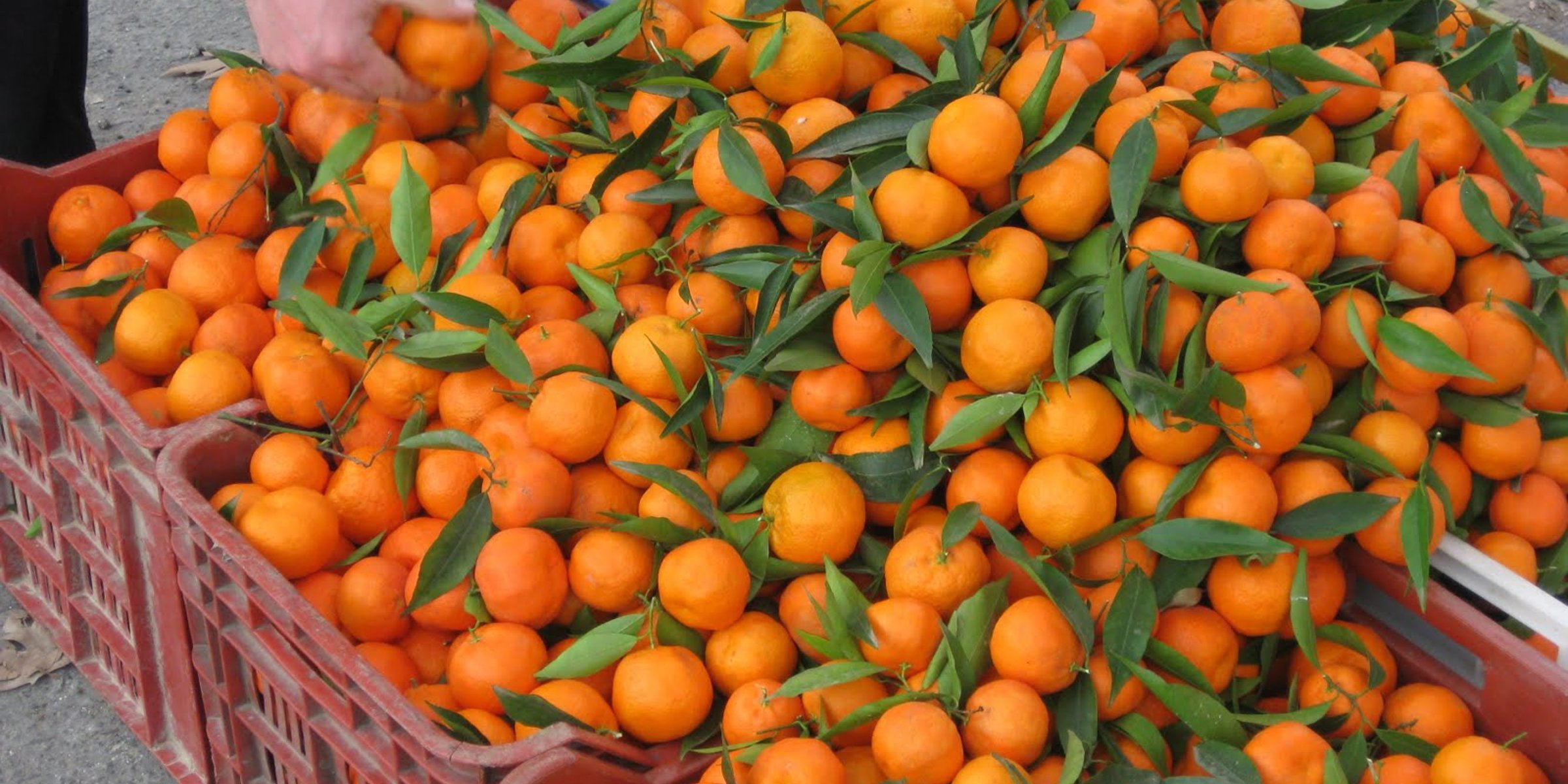 Turkish citrus exports to Russia jump nearly 50% in January-May | Daily ...