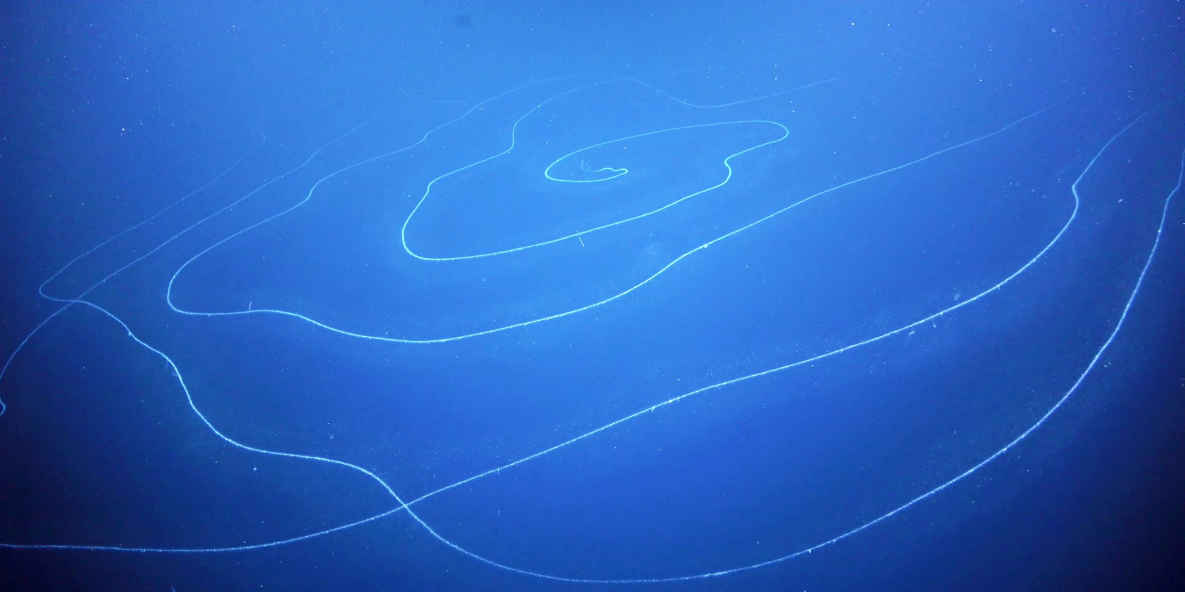 Deep sea mining could destroy undiscovered species, says Ocean Panel ... Deep sea mining could destroy undiscovered species, says Ocean Panel ...