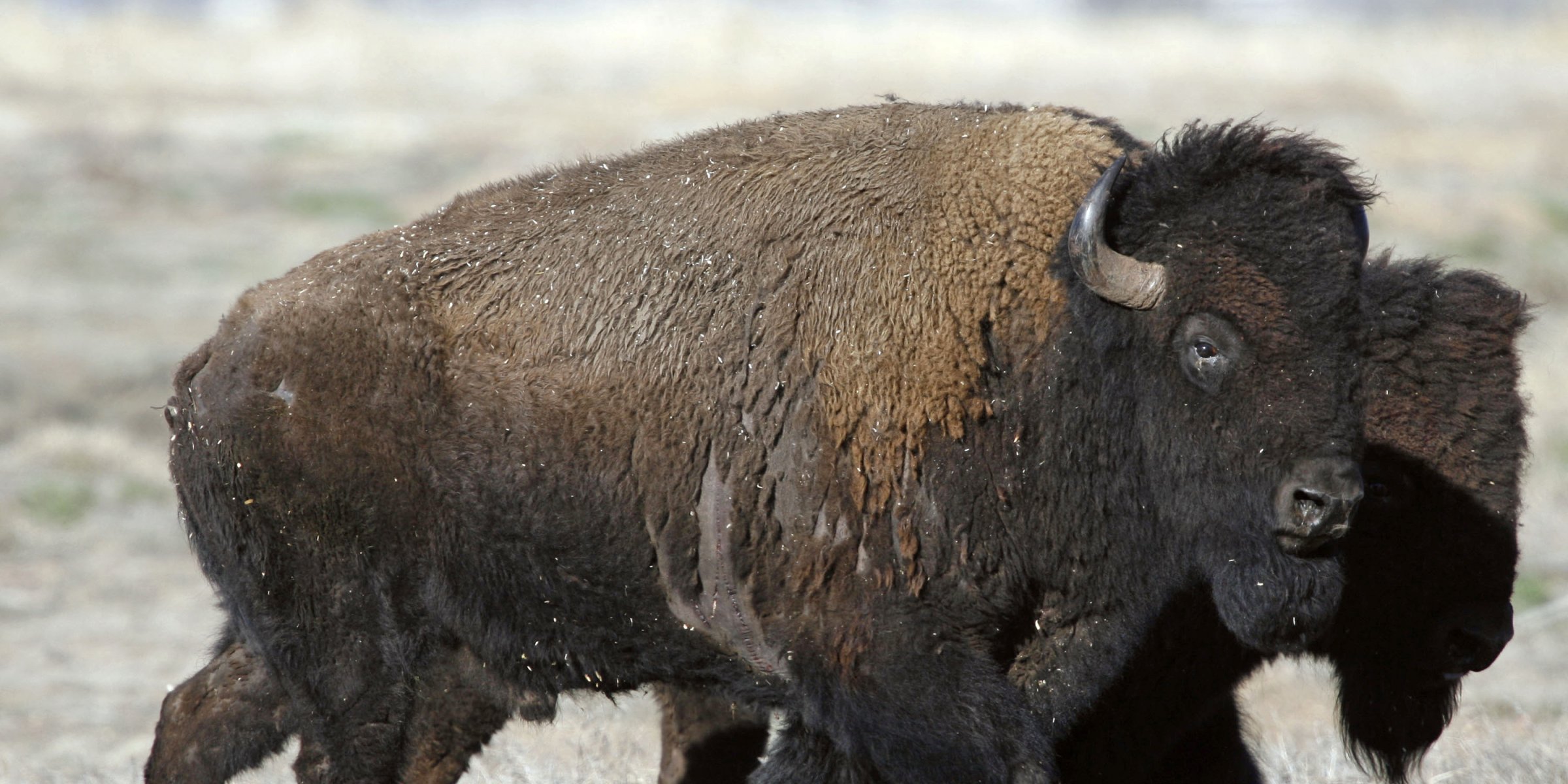 Woman gored by bison multiple times in Yellowstone National Park ...