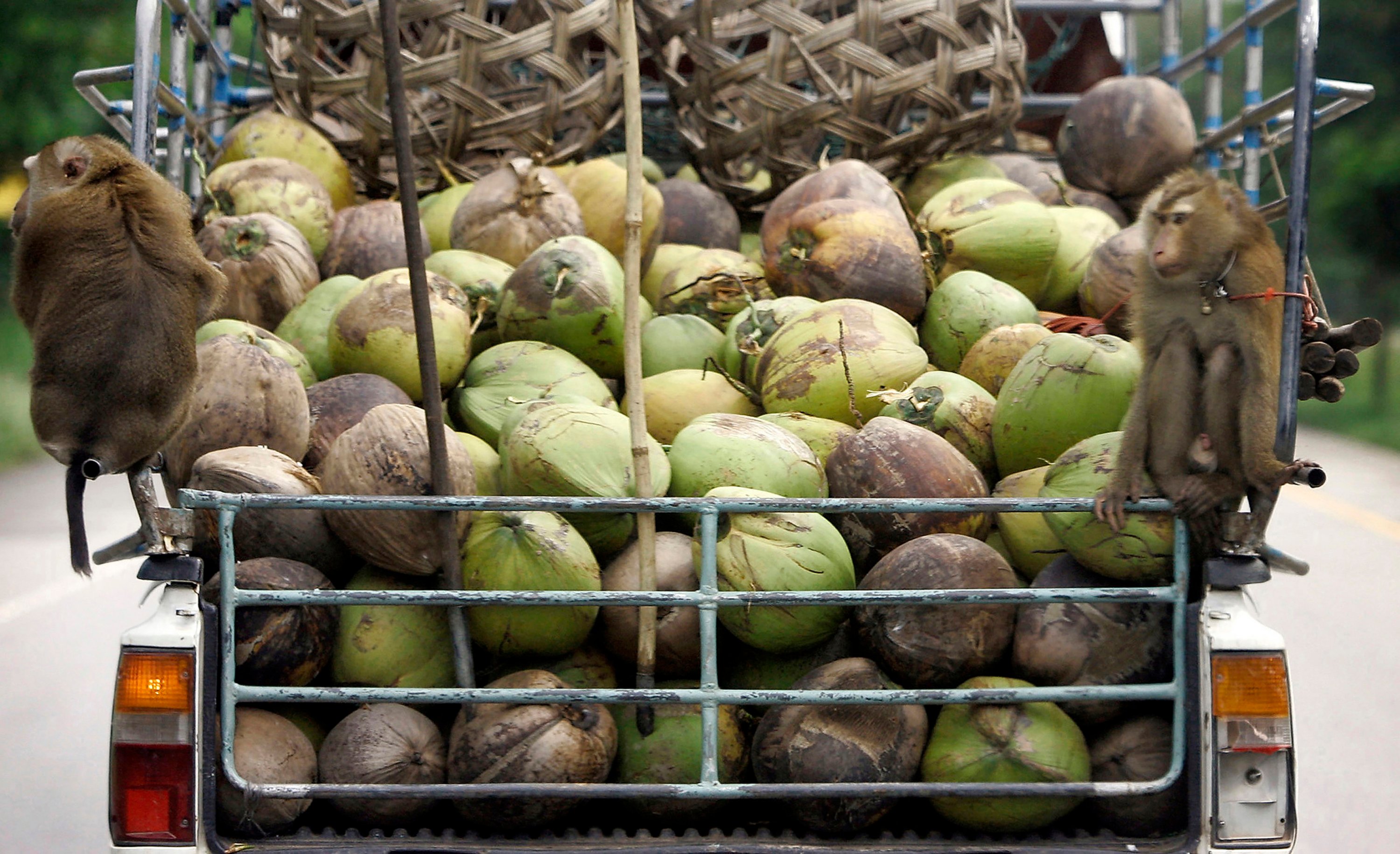 Thailand denies industrial use of monkeys to harvest coconuts | Daily Sabah