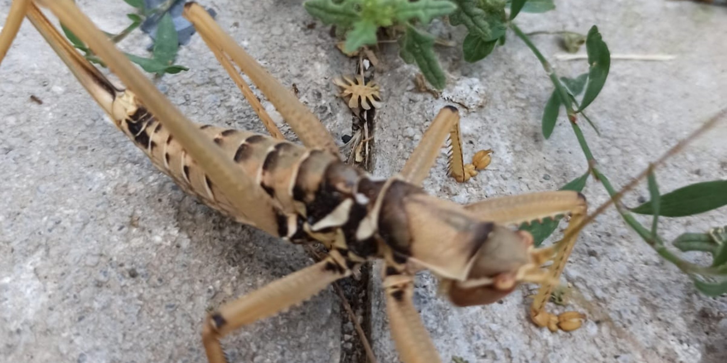 Rare, giant bush cricket spotted in eastern Turkey | Daily Sabah