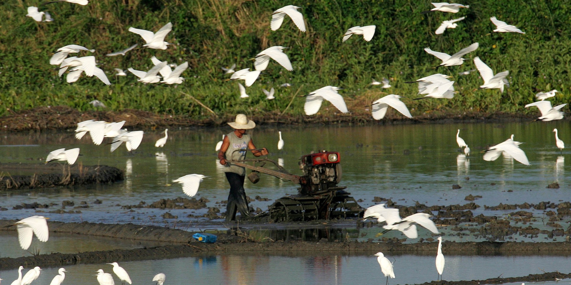 Philippines slaughters nearly 39,000 chickens to curb bird flu outbreak ...