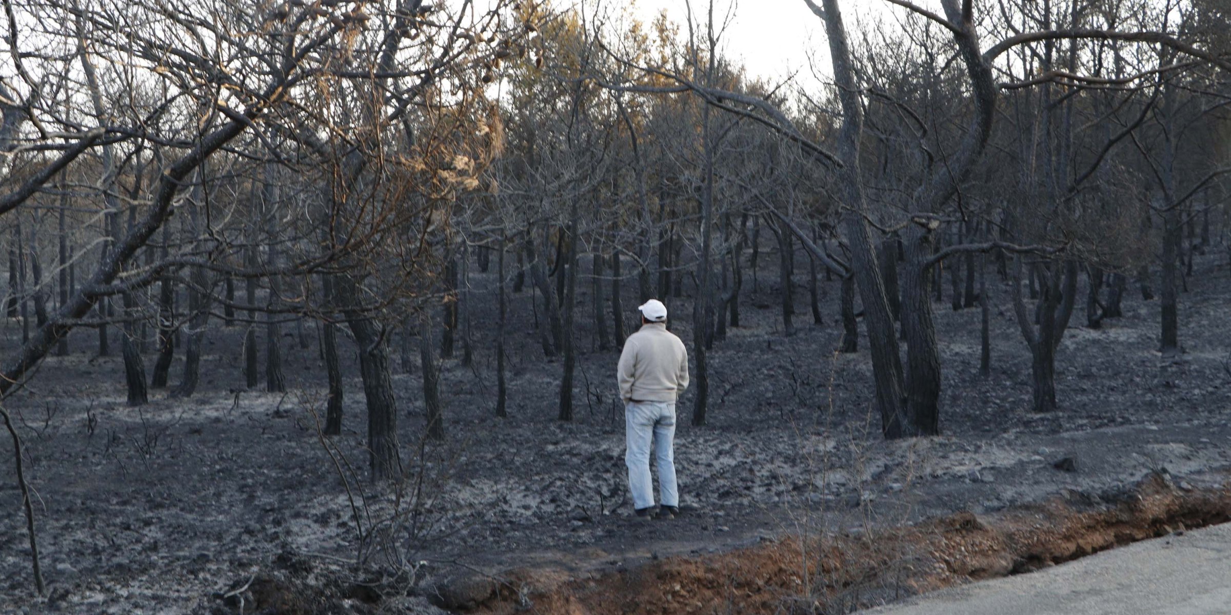 Large forest fire in western Turkey brought under control | Daily Sabah