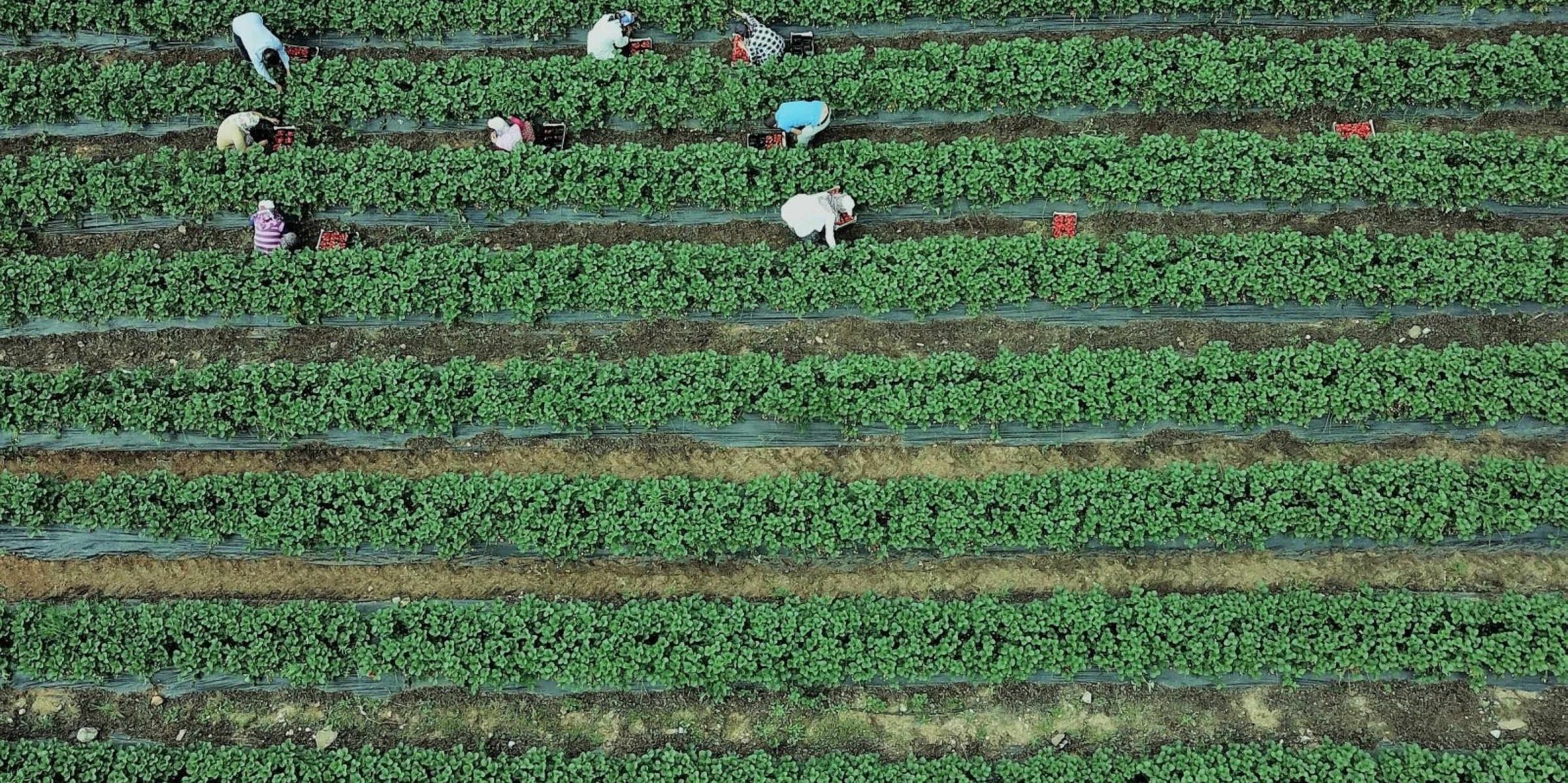 Turkey's agriculture becomes second-fastest growing in Europe | Daily Sabah