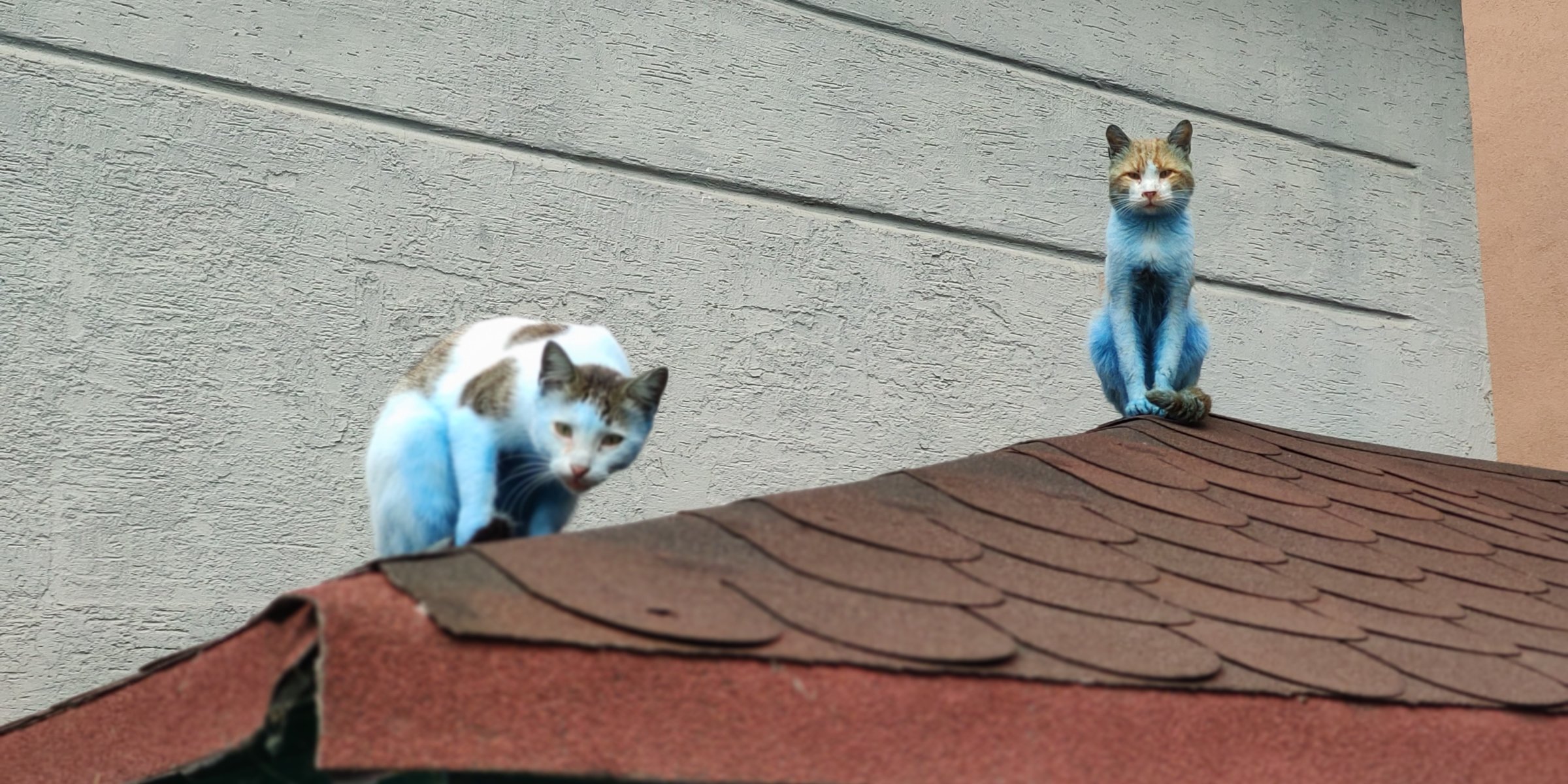 Made with mischief? Blue 'smurf cats' spotted in Istanbul | Daily Sabah