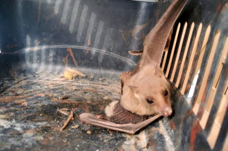 Vampire bat, far from home, spotted in Turkey’s Mersin | Daily Sabah