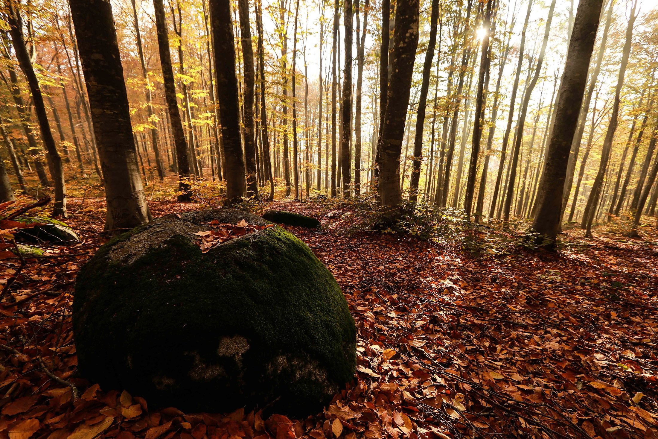 Fall is in the air: Beautiful autumn views in Turkey’s Domaniç ...