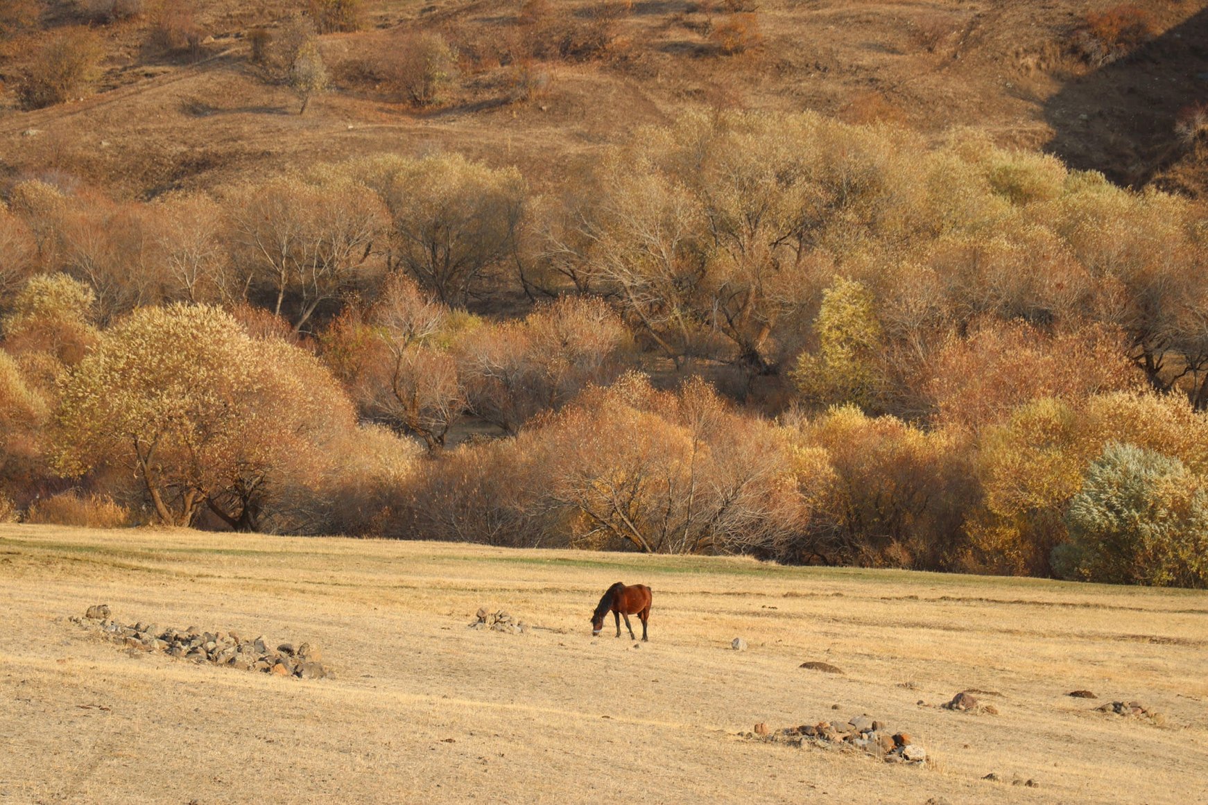 Red, orange, yellow: Turkey's mesmerizing fall season | Daily Sabah