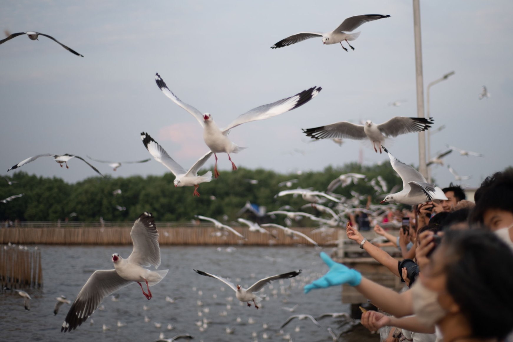 Seagulls spread wings for annual migration | Daily Sabah