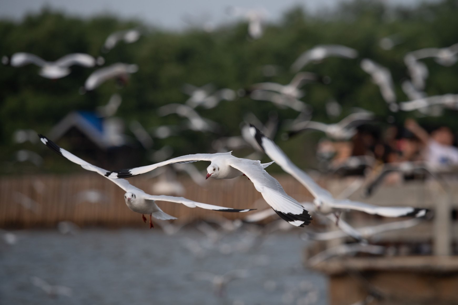 Seagulls spread wings for annual migration | Daily Sabah