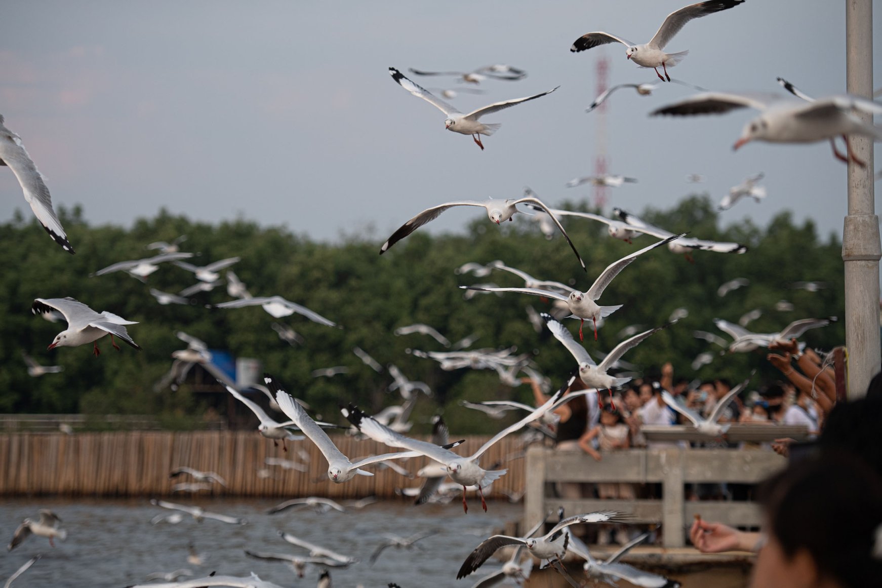 Seagulls spread wings for annual migration | Daily Sabah
