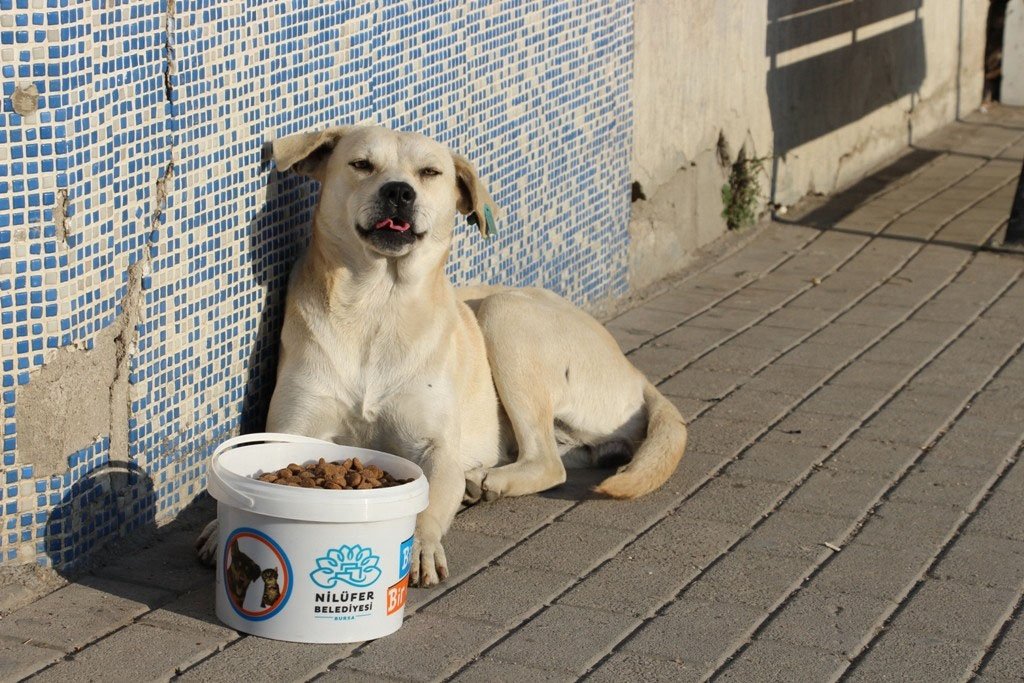 In photos: Turkey takes care of stray animals amid lockdown | Daily Sabah