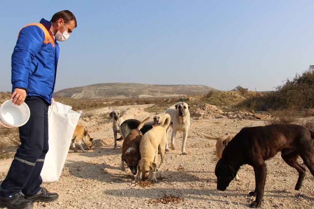 In photos: Turkey takes care of stray animals amid lockdown | Daily Sabah