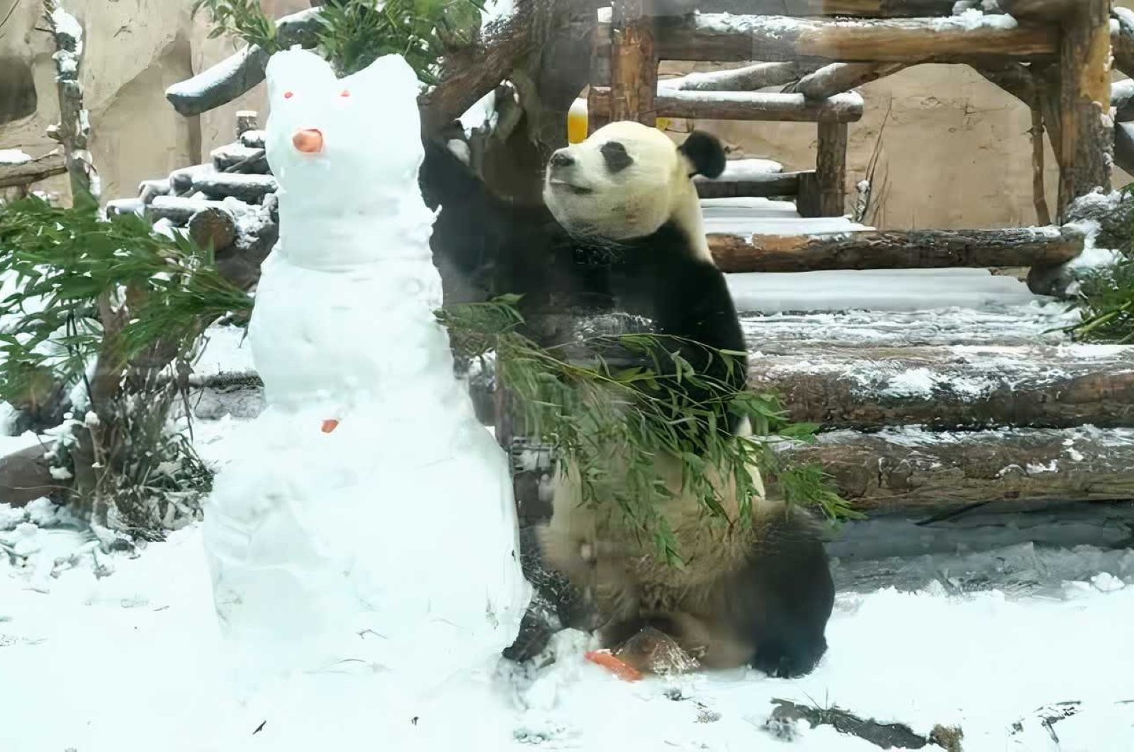 Giant panda fights snowman in Moscow zoo to get his meal | Daily Sabah