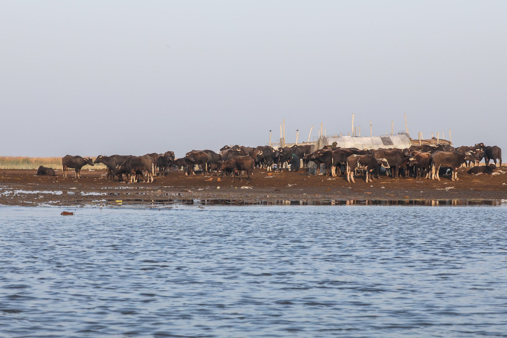 Hidden beauty of Mesopotamia: Iraqi Marshes | Daily Sabah