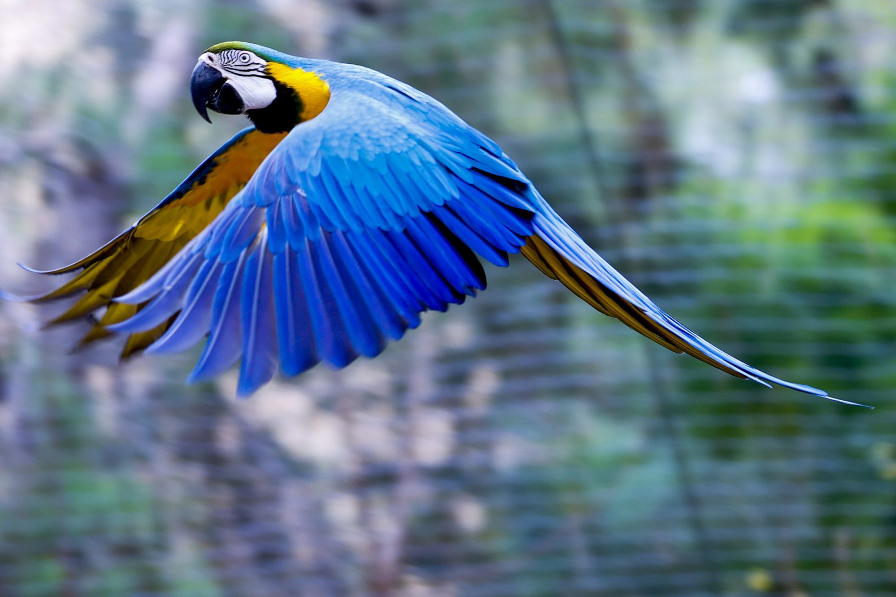 Beauty of colorful wings: Parrots at Antalya Zoo | Daily Sabah