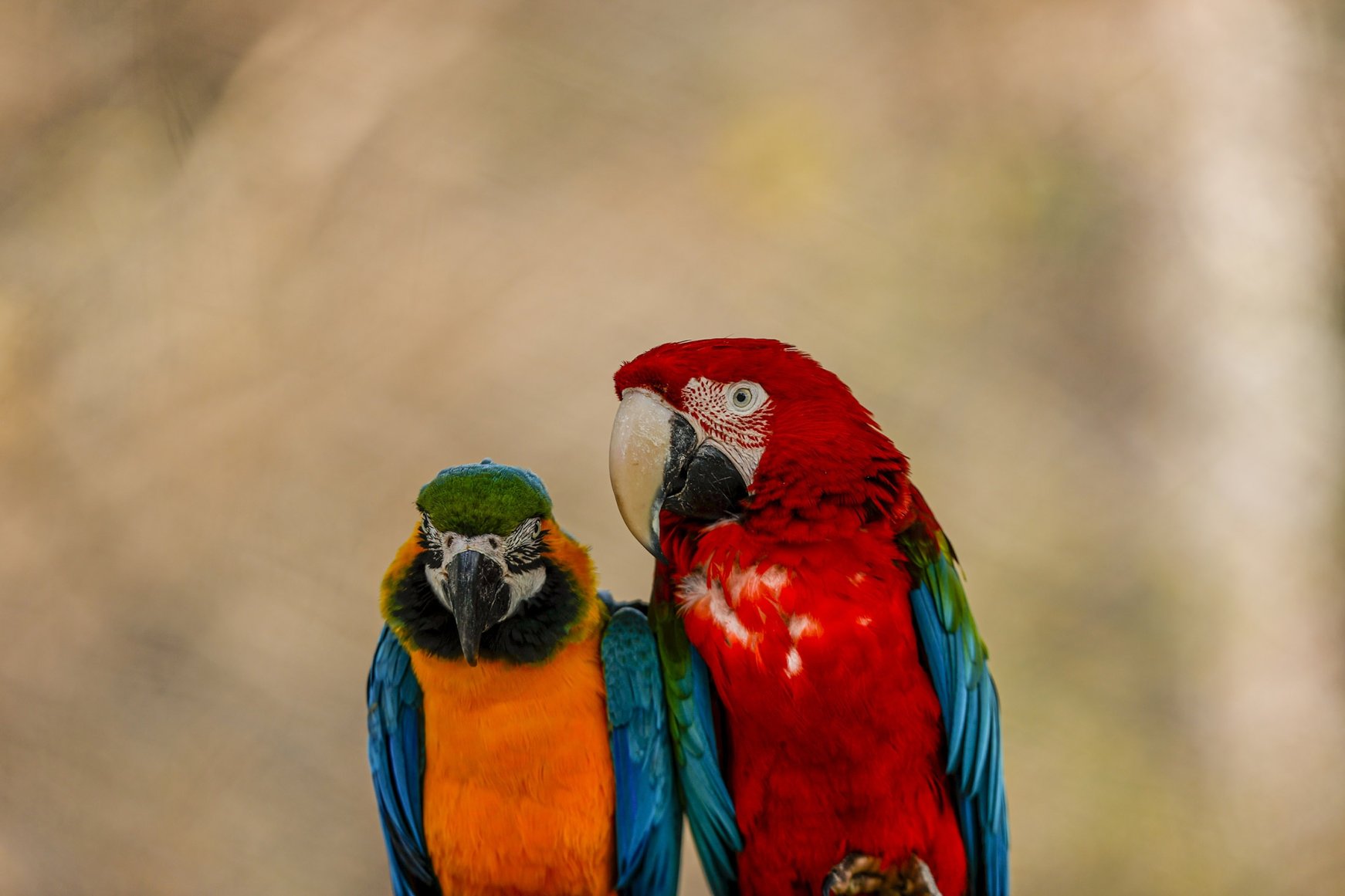 Beauty of colorful wings: Parrots at Antalya Zoo | Daily Sabah