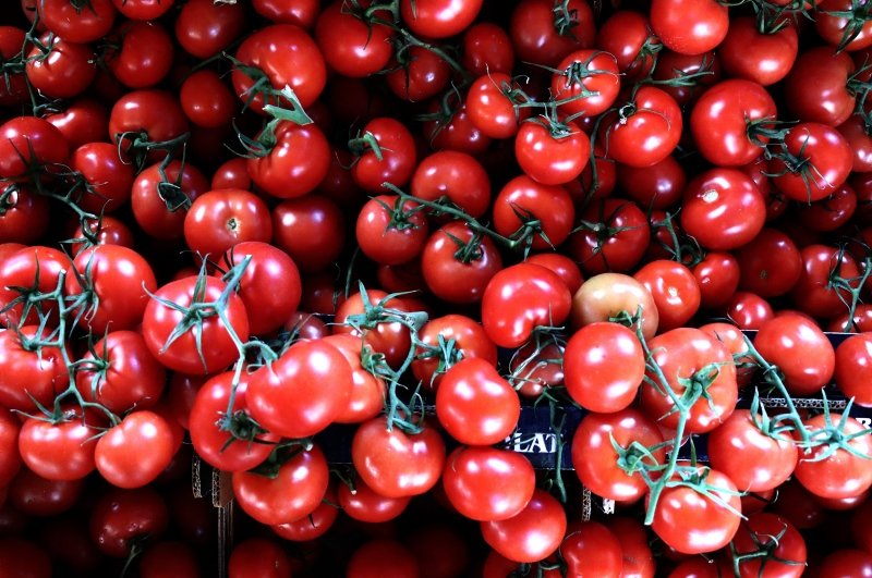 Russia's new Turkish tomato exports quota welcomed by producers | Daily ...