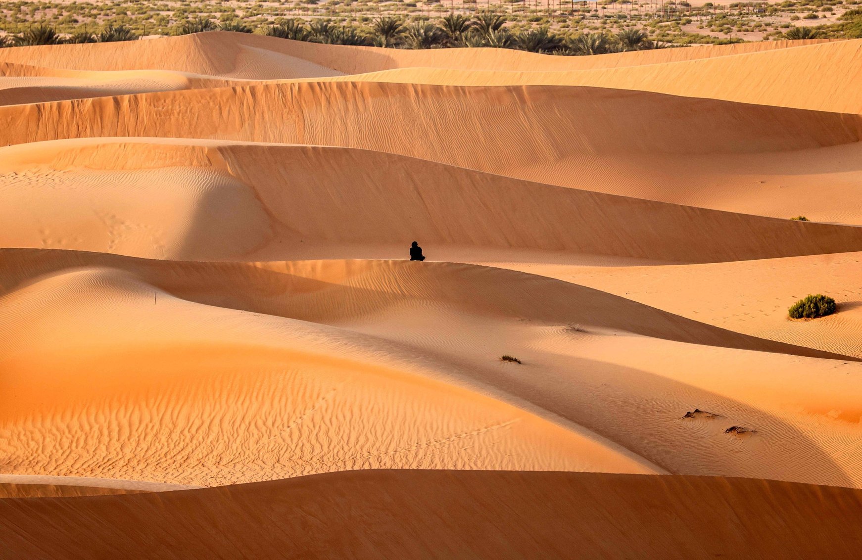 Arabian sand gazelles stroll around under the desert sunset | Daily Sabah