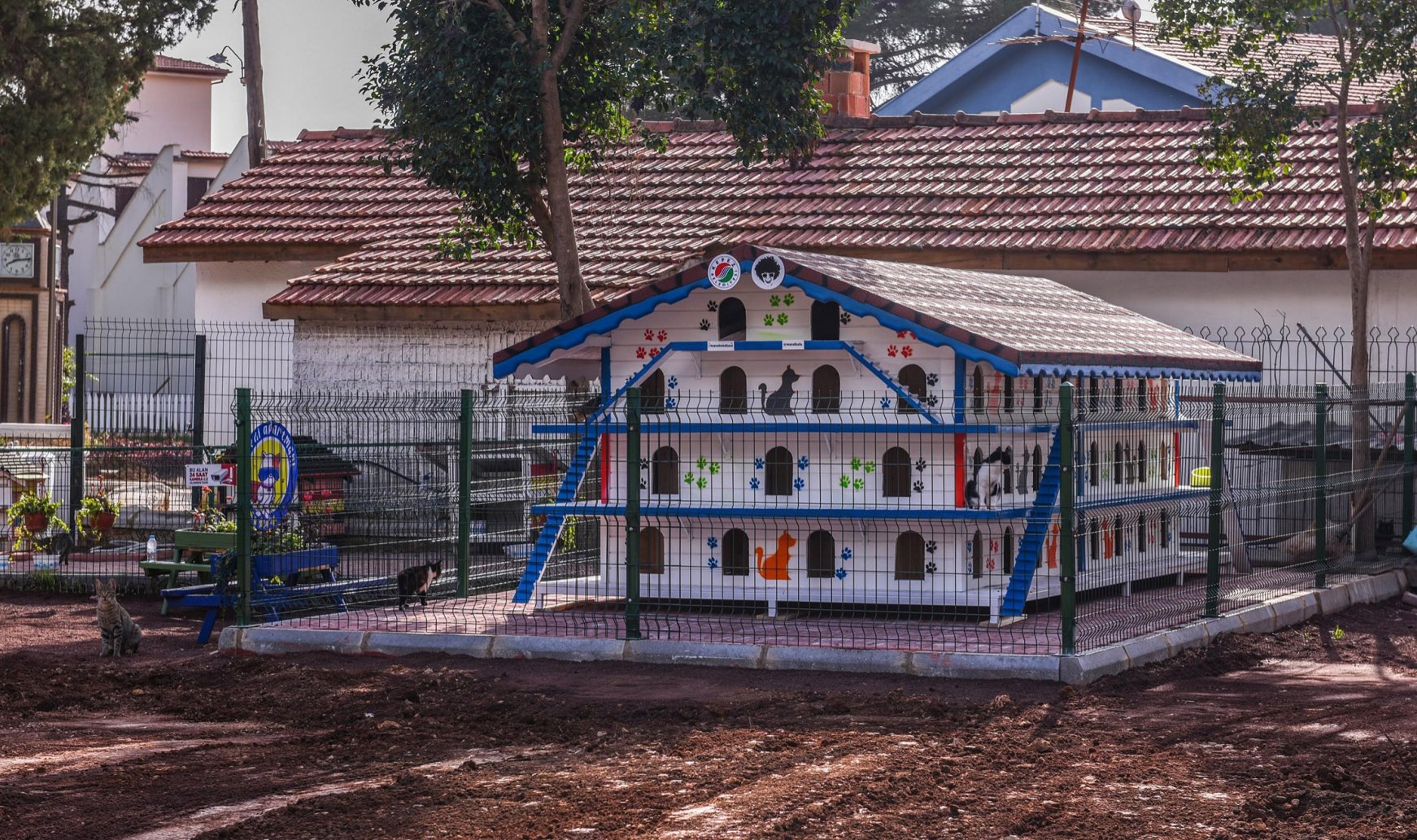 'Paw City' welcomes fluffy residents in Turkey's Antalya | Daily Sabah