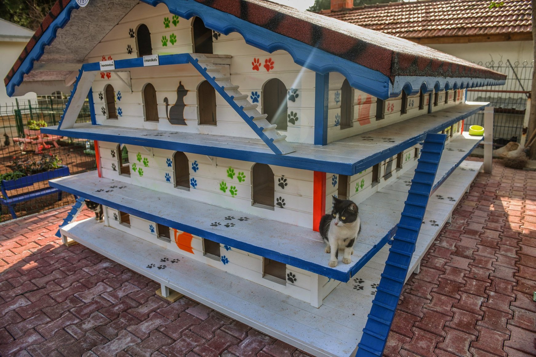 'Paw City' welcomes fluffy residents in Turkey's Antalya | Daily Sabah