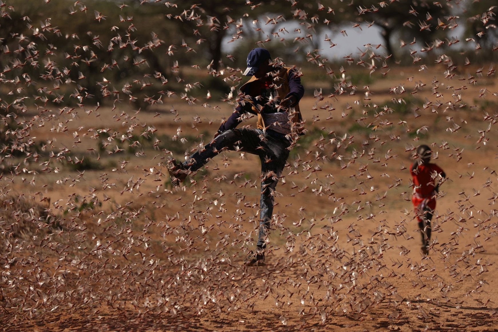 What’s bugging you? Farmers make animal feed from locust plague | Daily ...