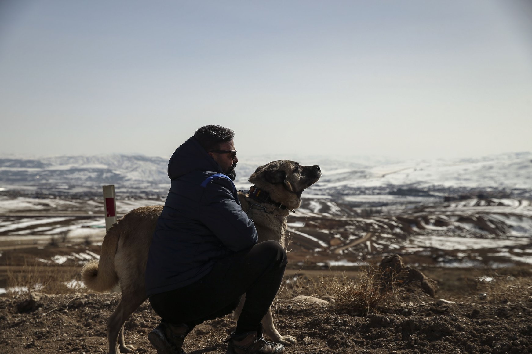 Livestock-guarding Kangal dogs pride of Turkey | Daily Sabah
