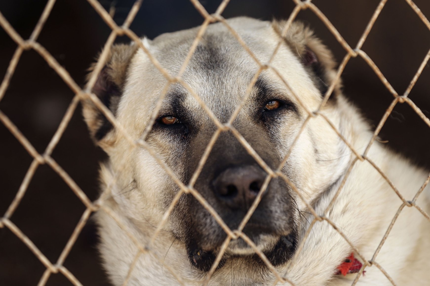 Livestock-guarding Kangal dogs pride of Turkey | Daily Sabah