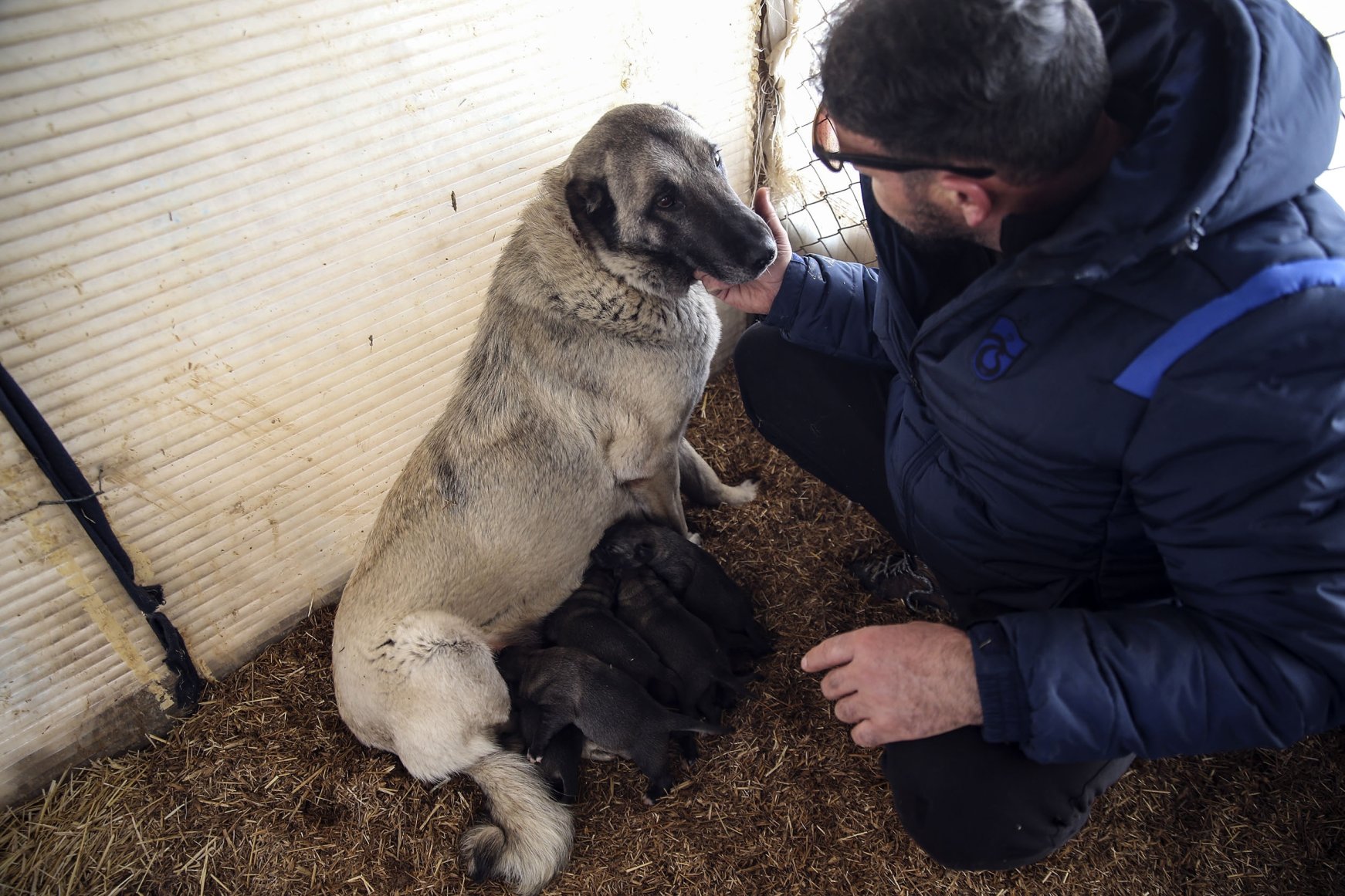 Livestock-guarding Kangal dogs pride of Turkey | Daily Sabah