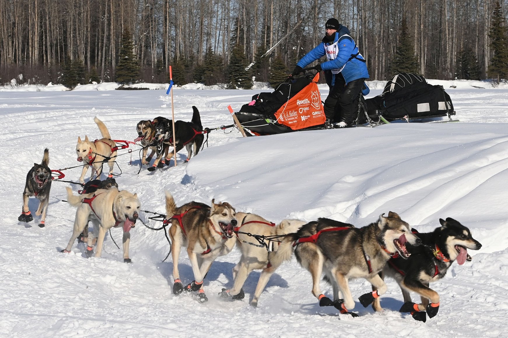 Best of Iditarod Sled Dog Race 2021 | Daily Sabah